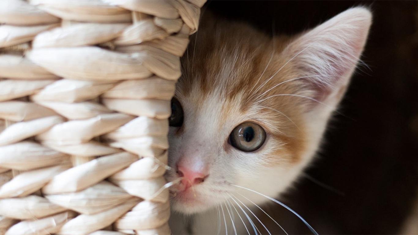 √ 15+ Contoh Teks Laporan Hasil Observasi Singkat (2026)